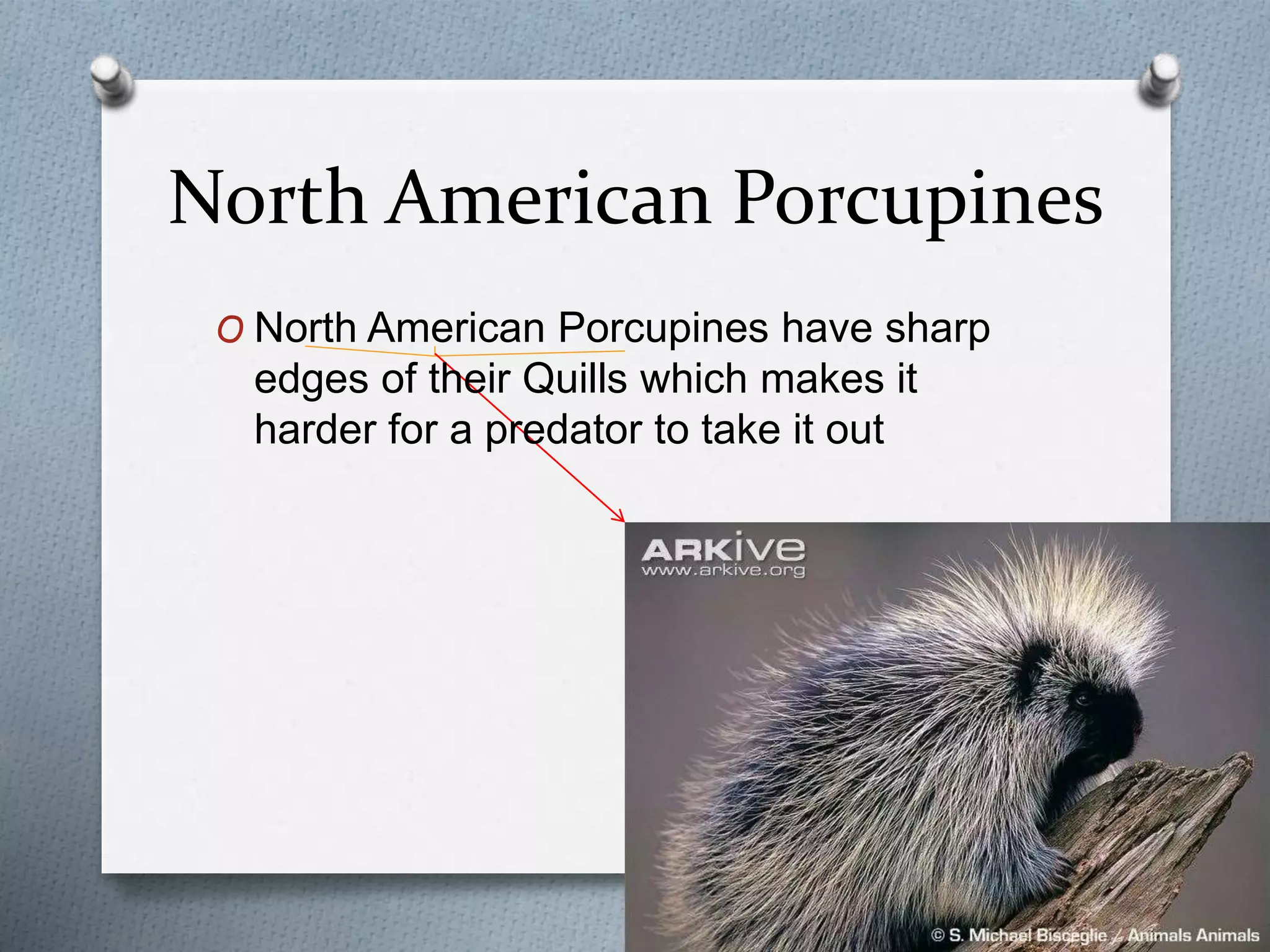 Porcupine programme | PPTX
