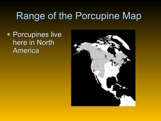 Porcupines by Allena | PPT | Reptiles | Pets