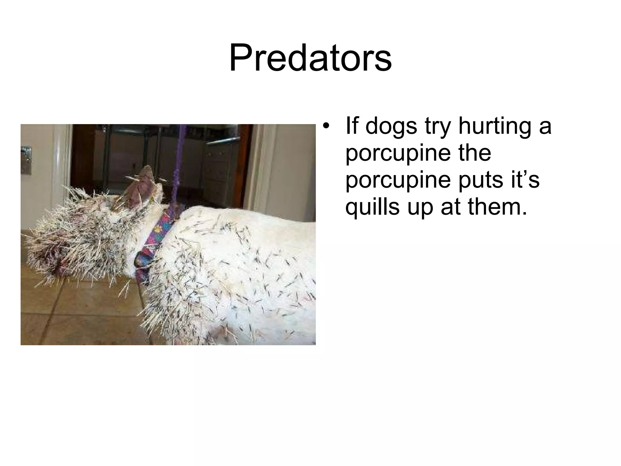 Porcupines shirley | PPT