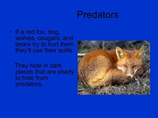 Porcupines shirley | PPT | Dogs | Pets