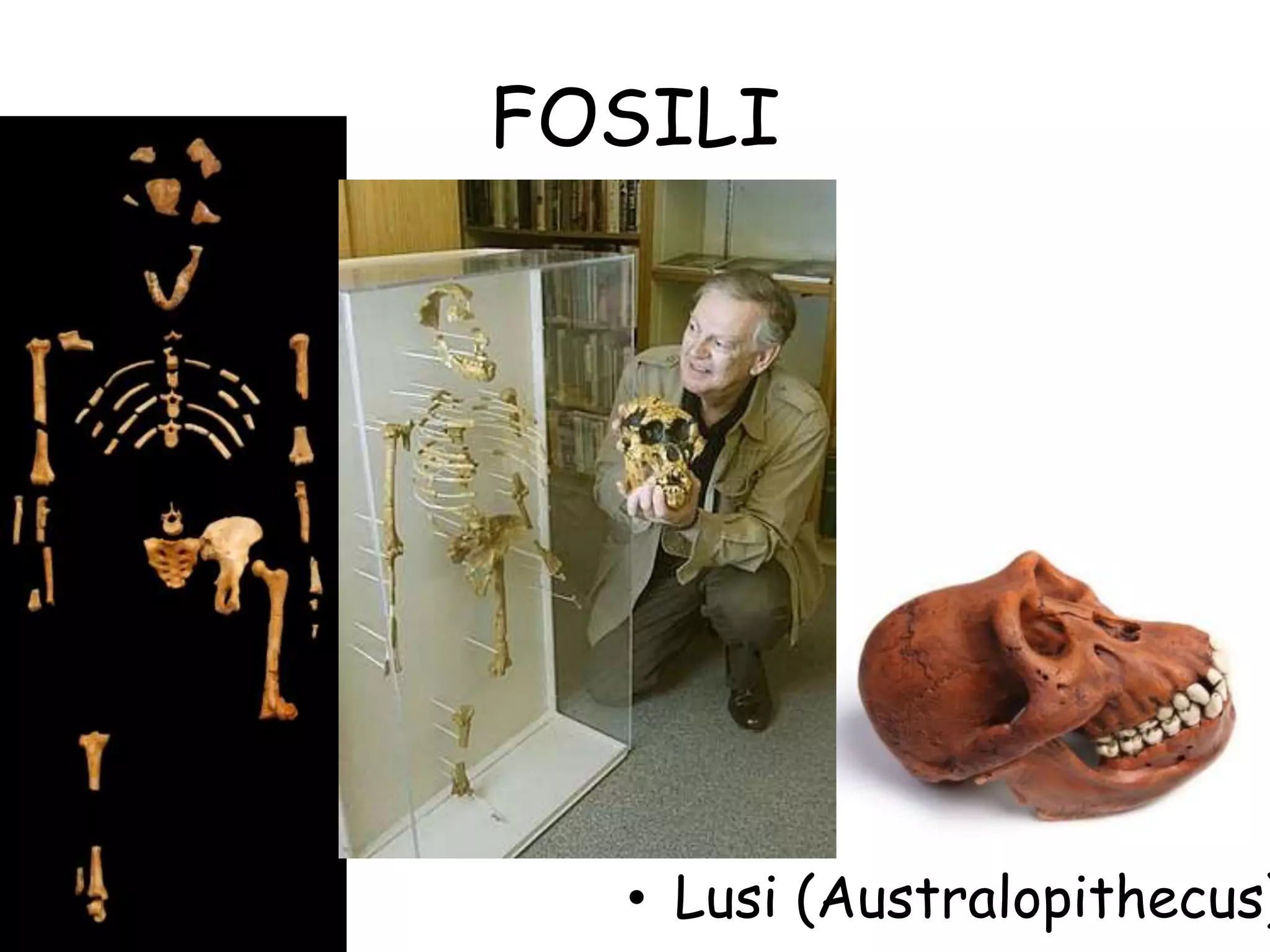 Poreklo čoveka-biološka i kulturna evolucija | PPTX