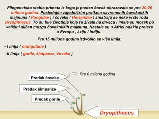 Poreklo coveka ok | PPT