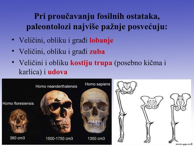Poreklo i istorijski razvoj čoveka | PPT