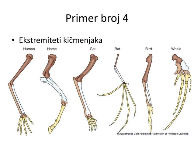Poreklo zivota na Zemlji. Dokazi evolucije. | PPTX