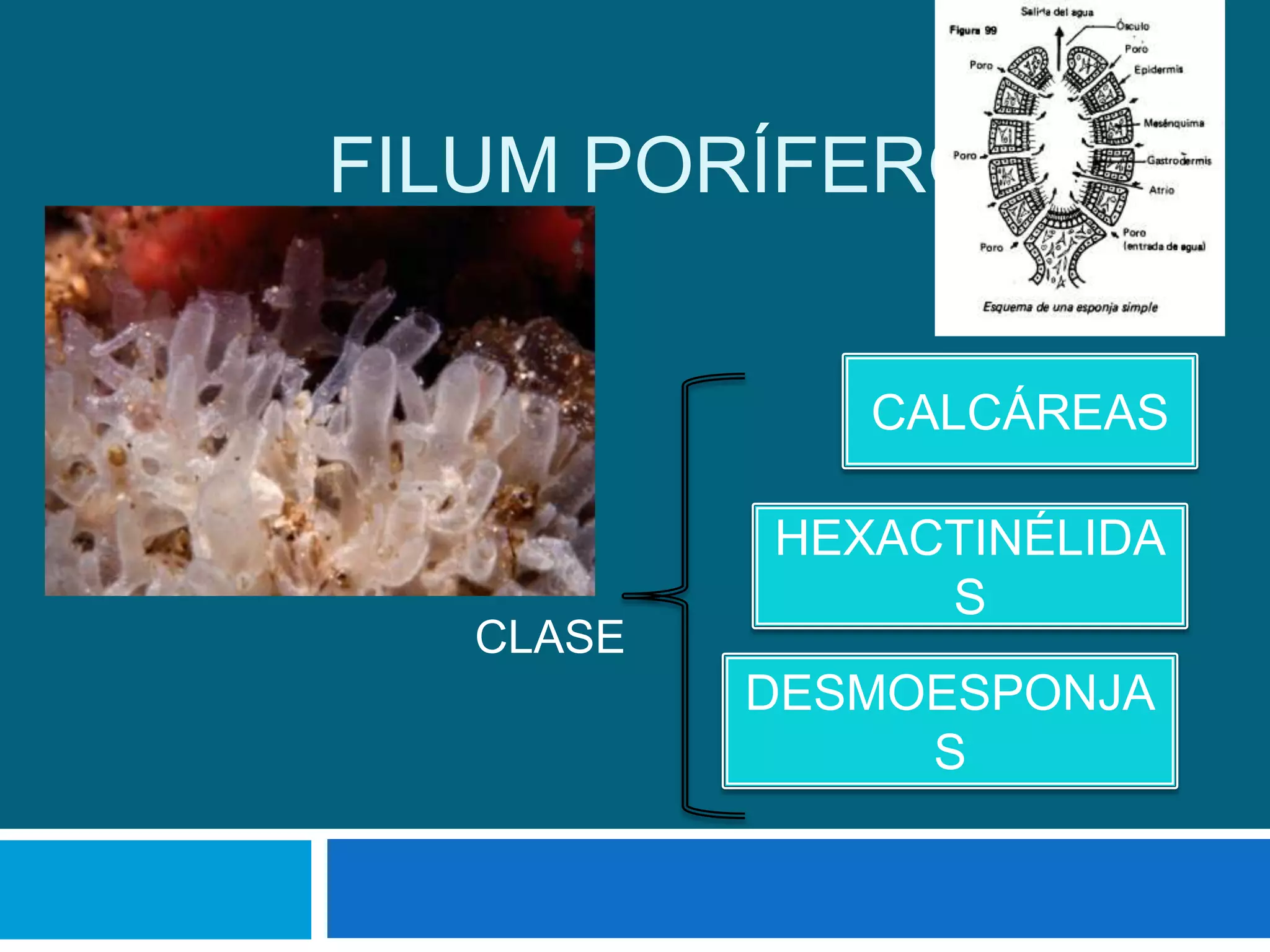 Filum Poríferos | PPTX