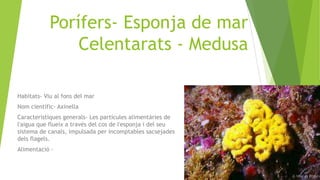 Porífers esponja de mar | PPTX