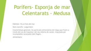 Porífers esponja de mar | ODP