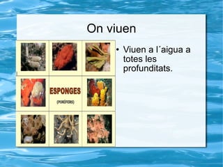 Porífers o esponges | PPT