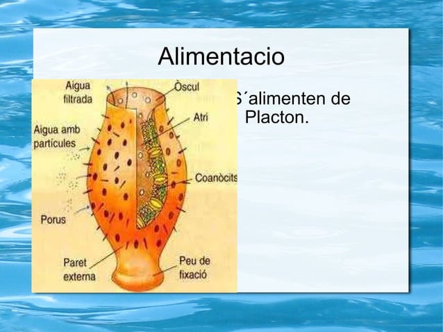 Porífers o esponges | PPT