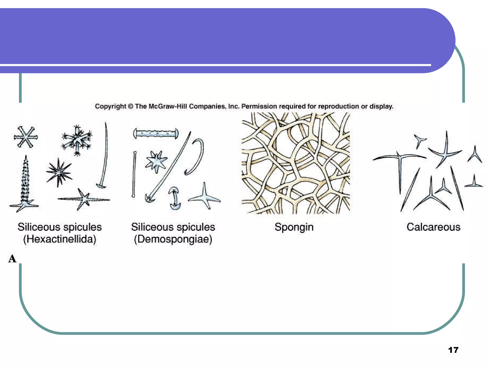 Porifera | PPT