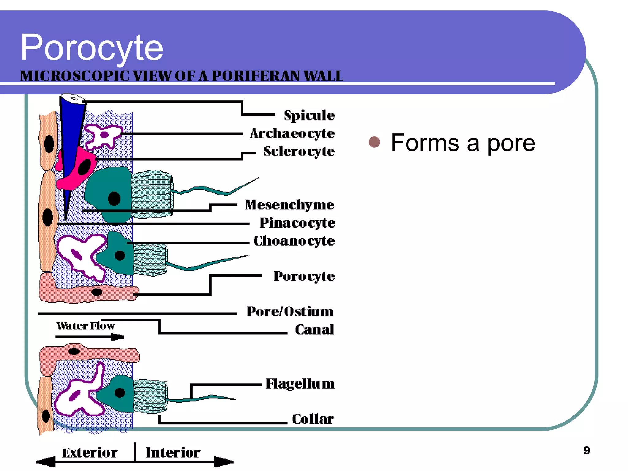 Porifera | PPT