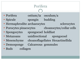 Porifera | PPT