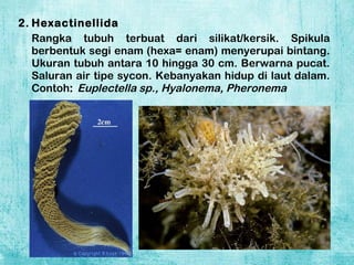 Porifera | PPT