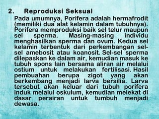 Porifera | PPT