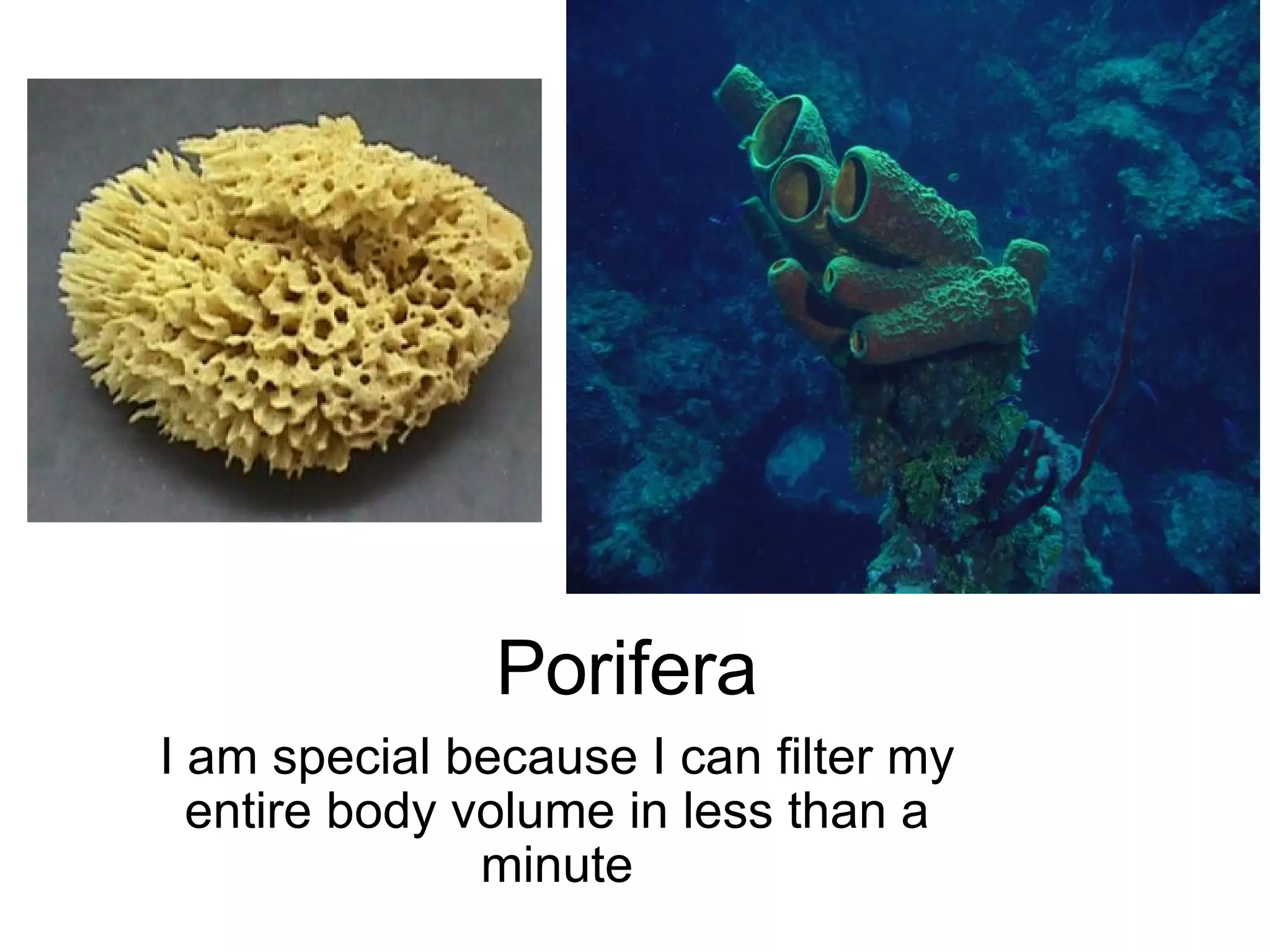 Porifera | PPT