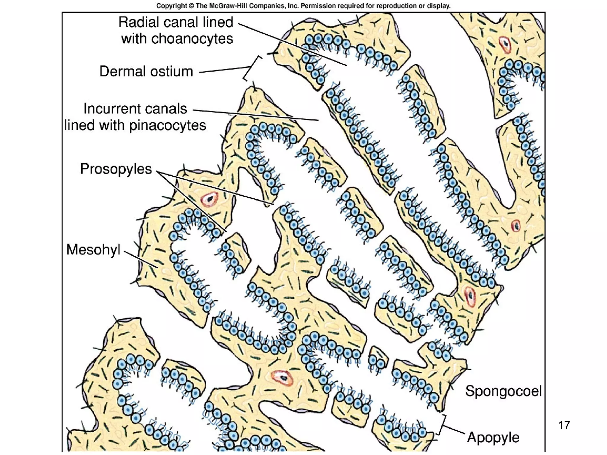 Zoology- Phylum Porifera | PPT