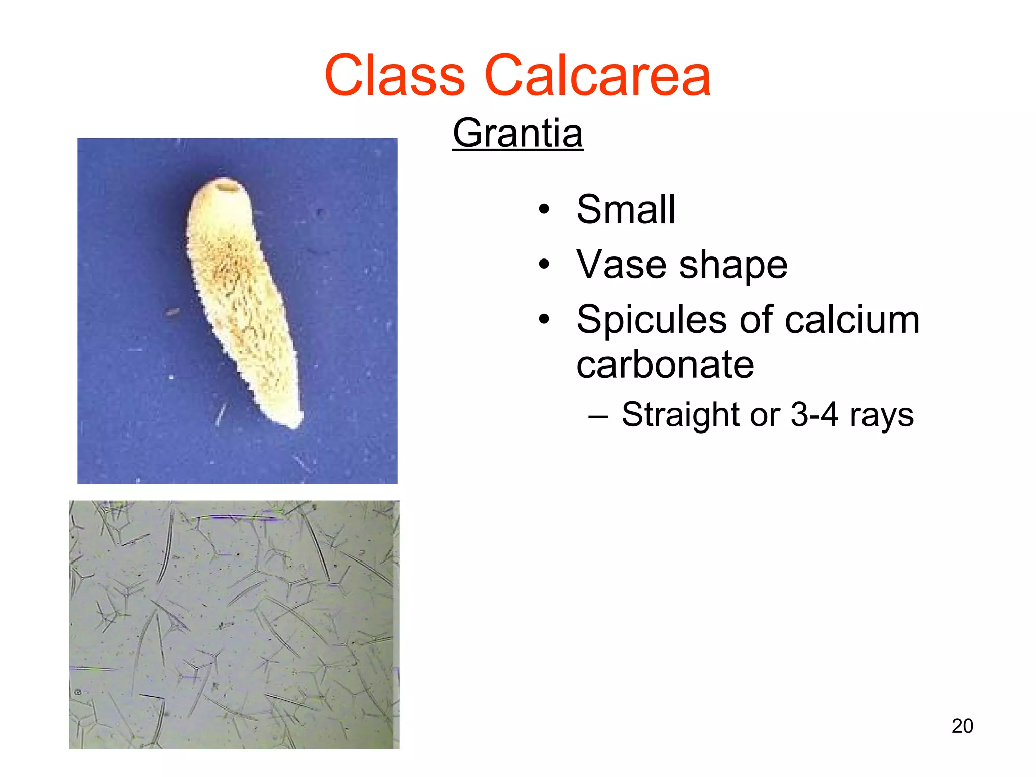 Zoology- Phylum Porifera | PPT