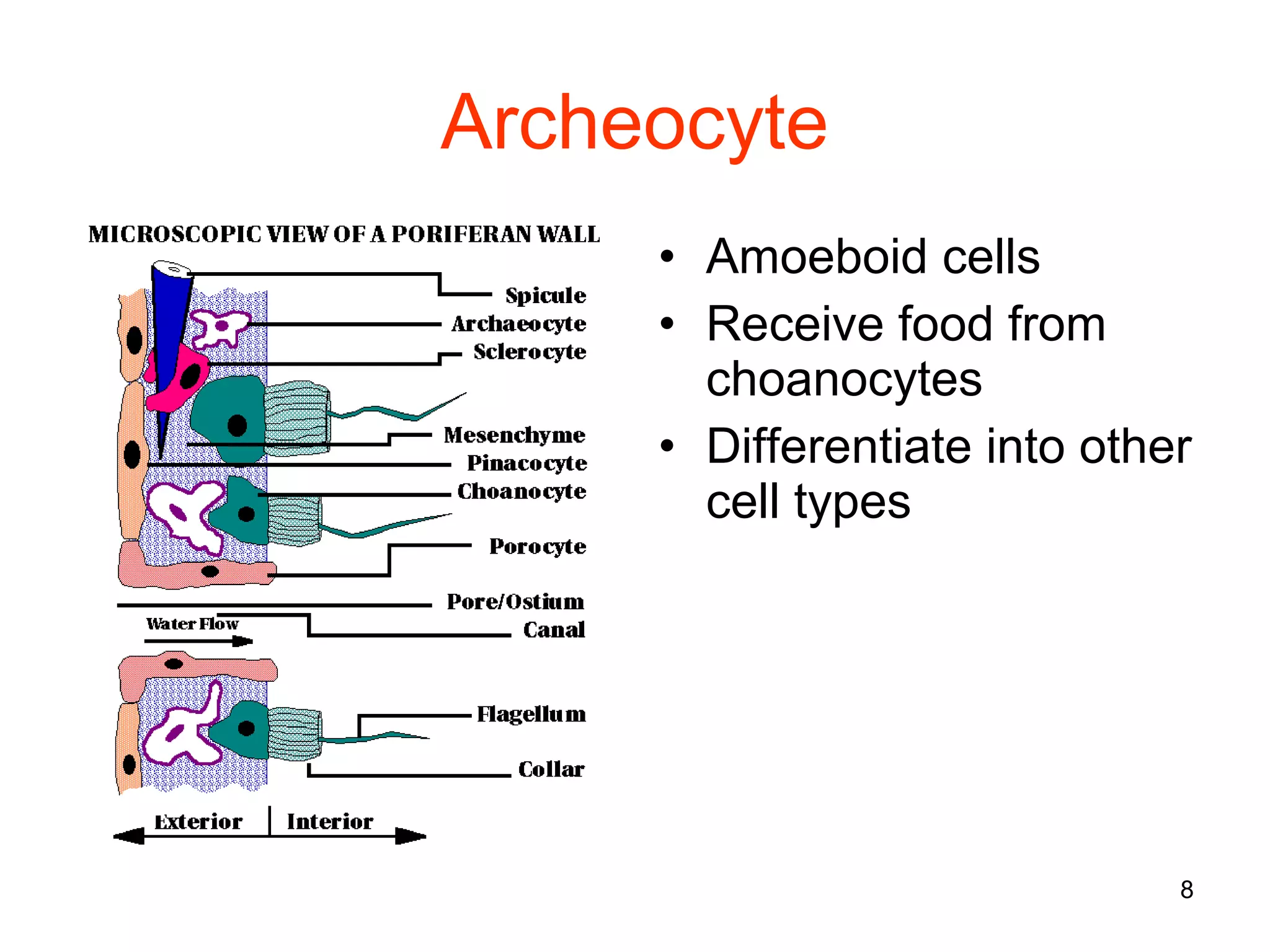 Zoology- Phylum Porifera | PPT