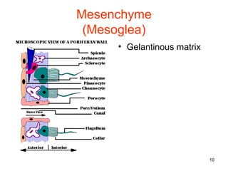 Zoology- Phylum Porifera | PPT