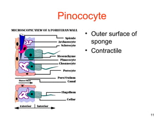 Zoology- Phylum Porifera | PPT