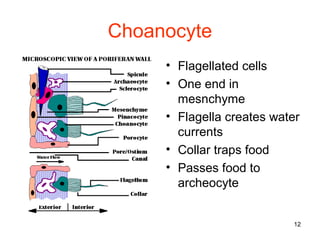 Zoology- Phylum Porifera | PPT