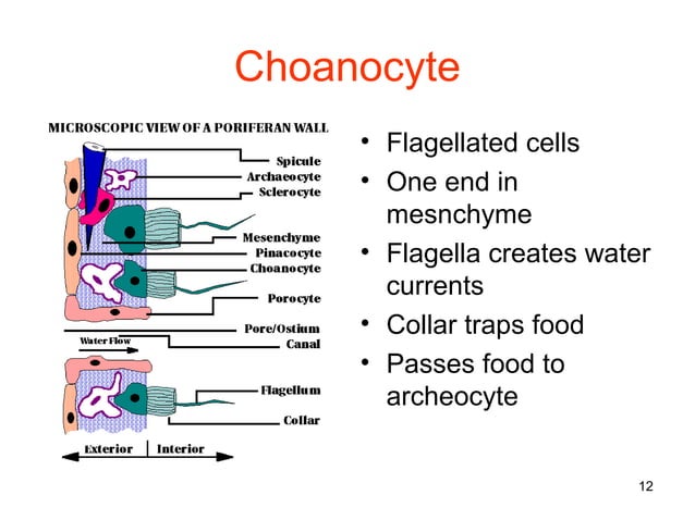 Zoology- Phylum Porifera | PPT