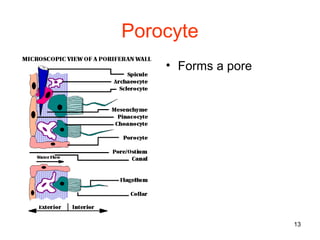 Zoology- Phylum Porifera | PPT