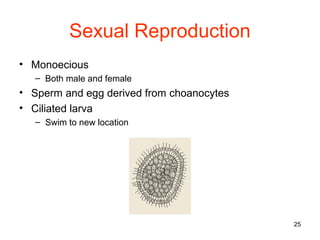 Zoology- Phylum Porifera | PPT