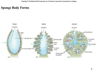Zoology- Phylum Porifera | PPT