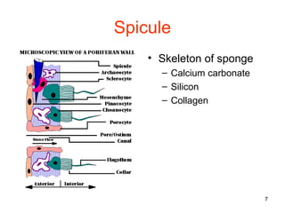 Zoology- Phylum Porifera | PPT