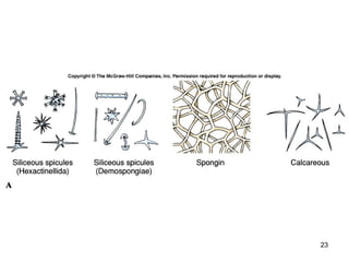 Demospongiae Spicules