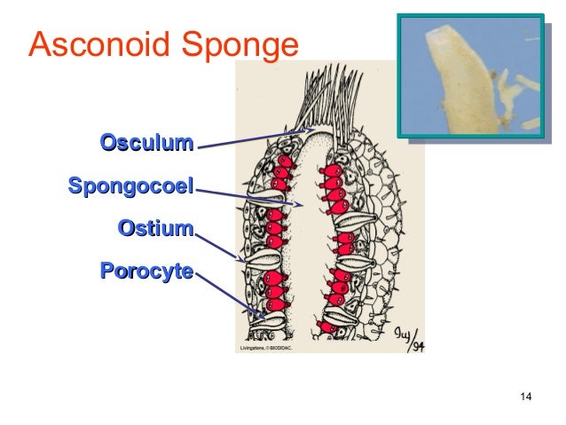 Zoology- Phylum Porifera