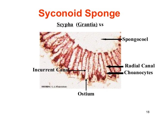 Zoology- Phylum Porifera