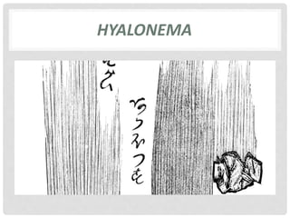 Porifera 140313073547-phpapp01 | PPT