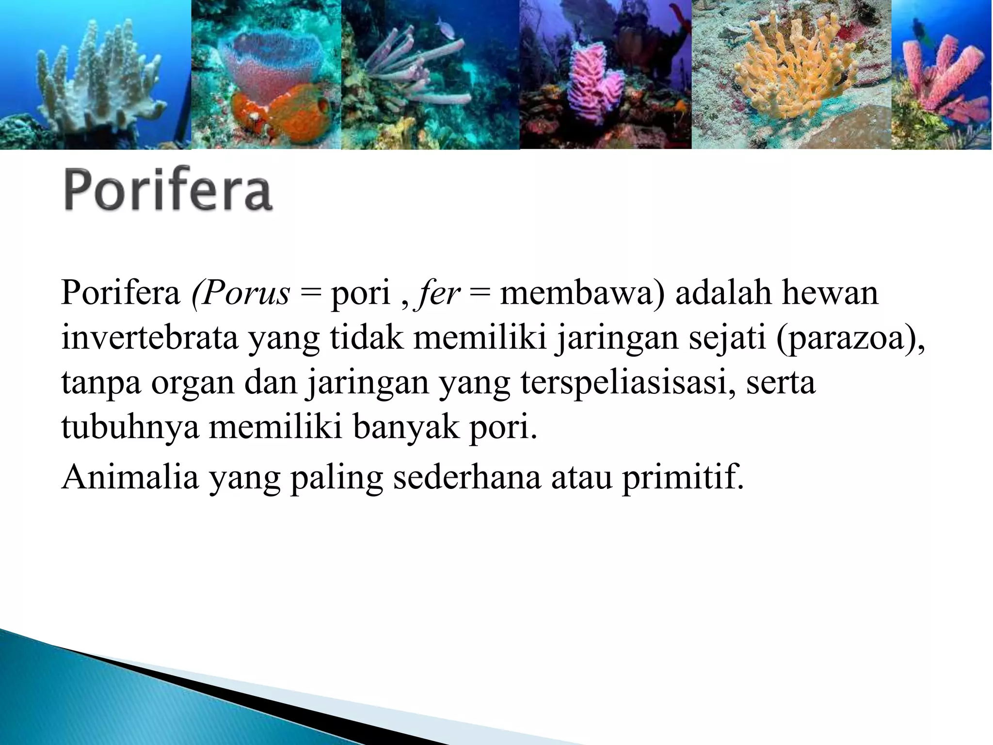 Klasifikasi Porifera kelas X | PPTX