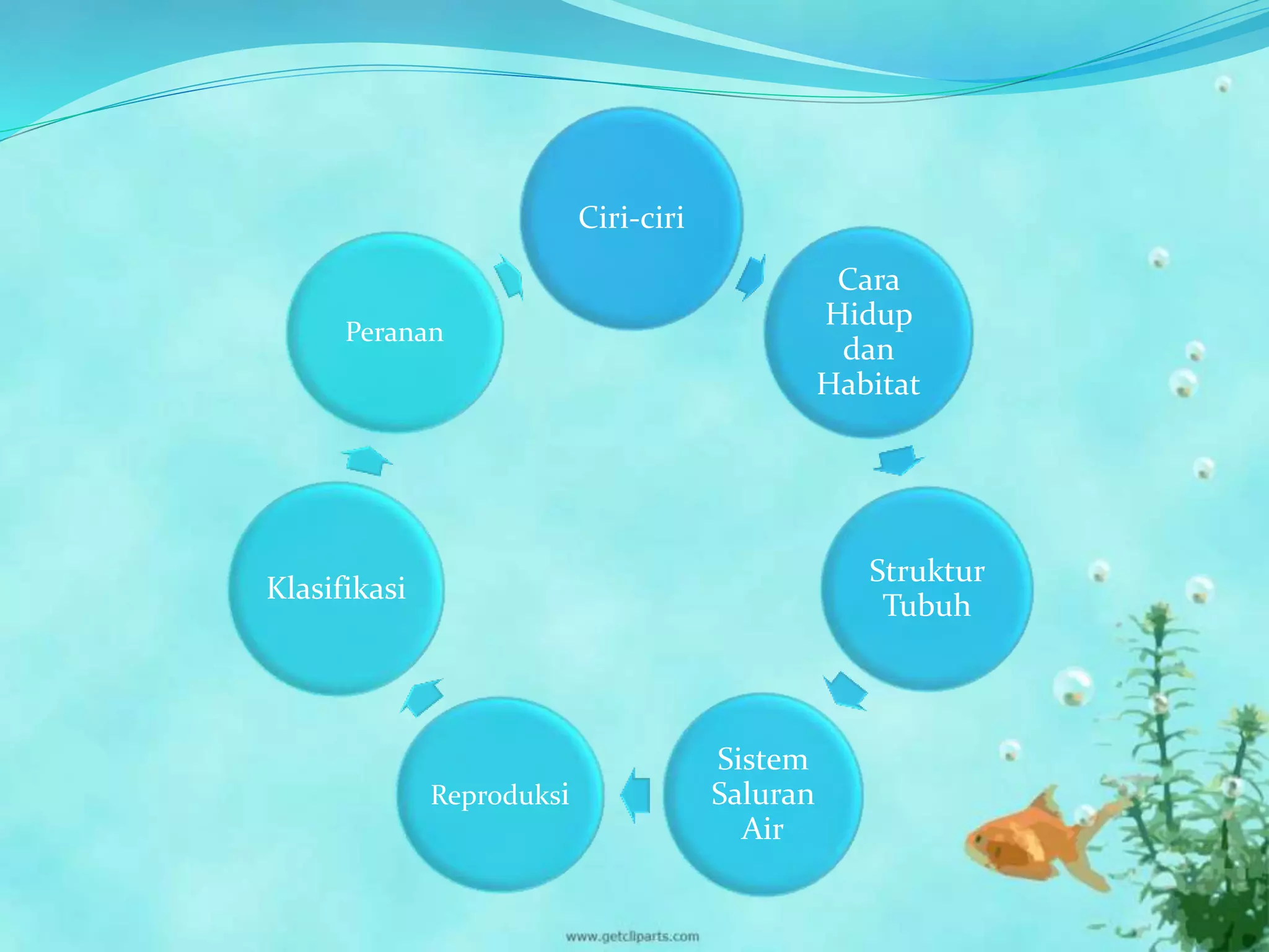 Klasifikasi Porifera kelas X | PPTX