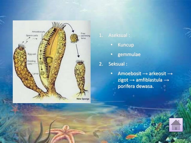 Klasifikasi Porifera kelas X | PPT