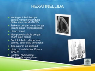 Klasifikasi Porifera kelas X | PPTX
