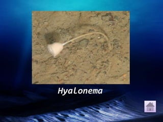 Klasifikasi Porifera kelas X | PPTX