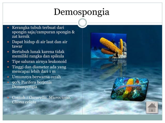 Klasifikasi Porifera kelas X | PPT