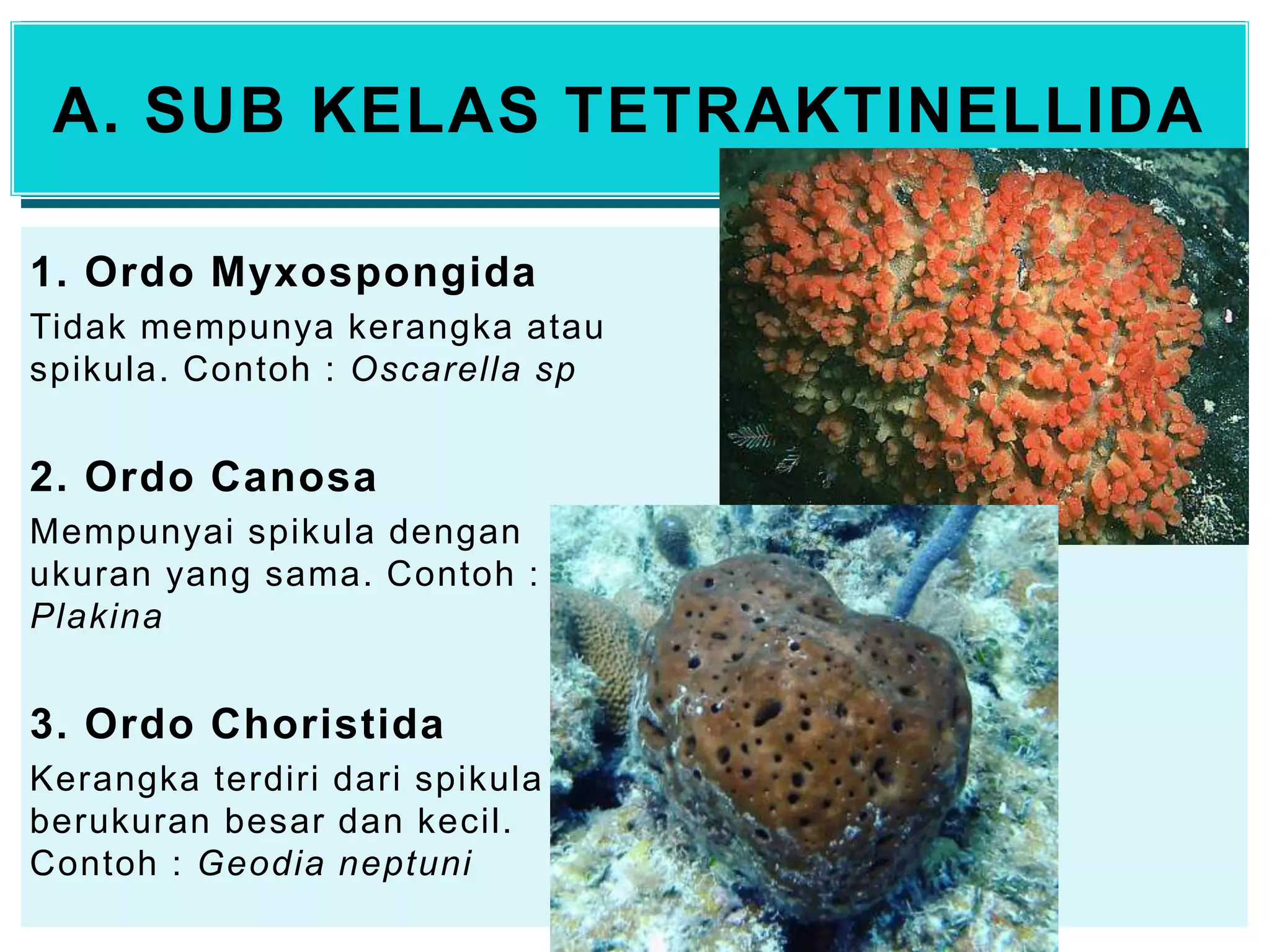 PORIFERA | PPTX