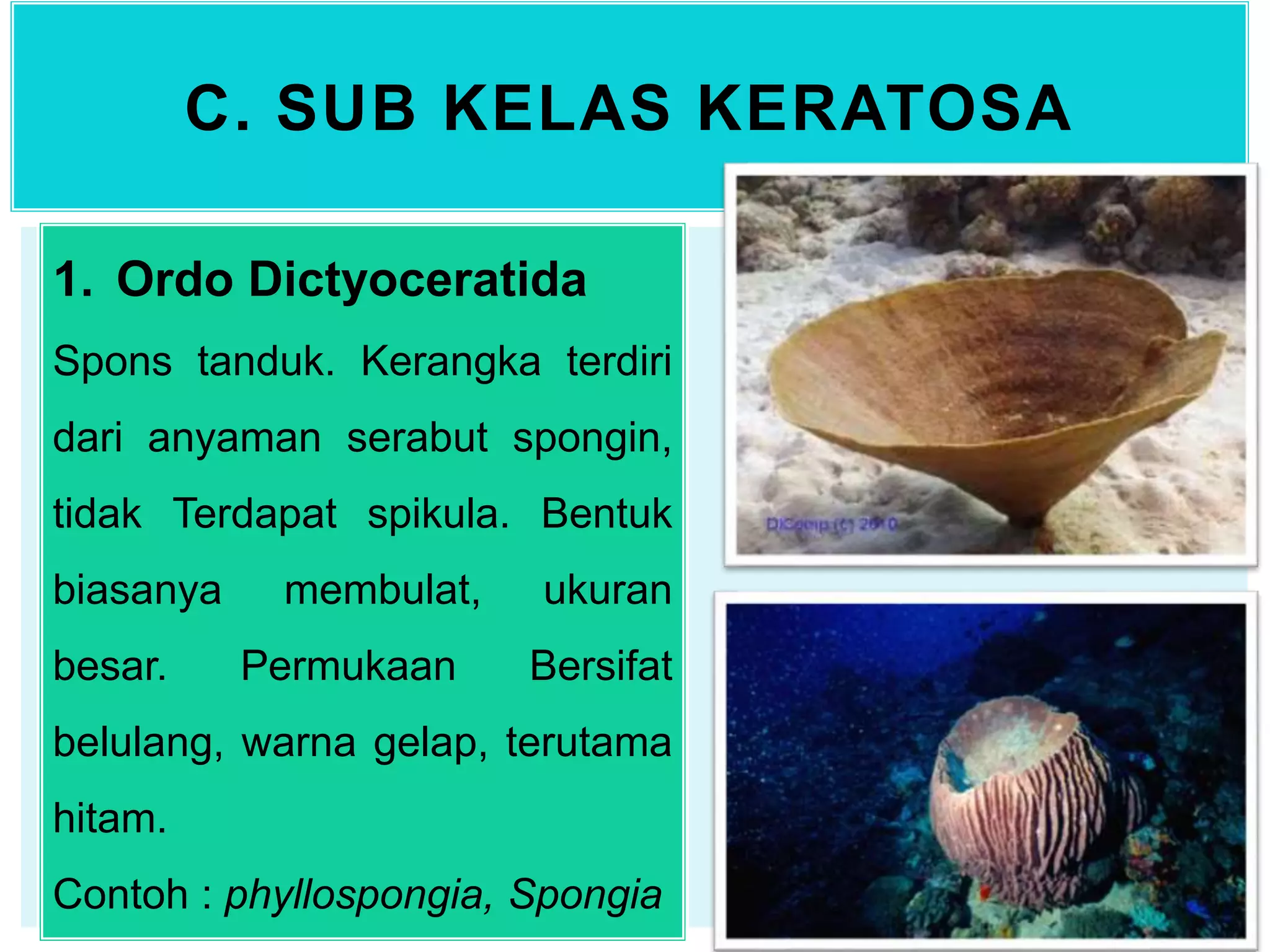 PORIFERA | PPTX