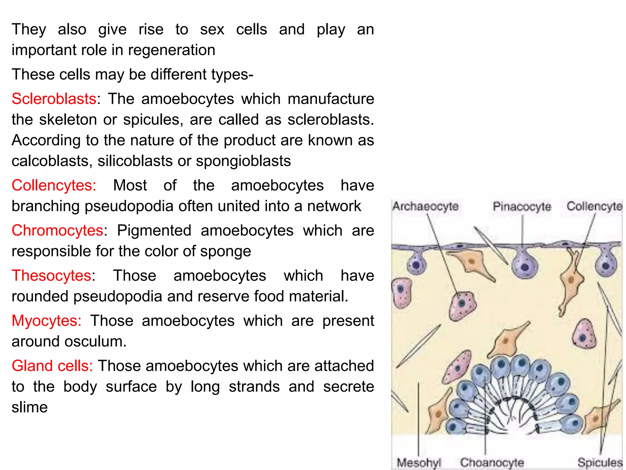 Porifera phylum | PDF