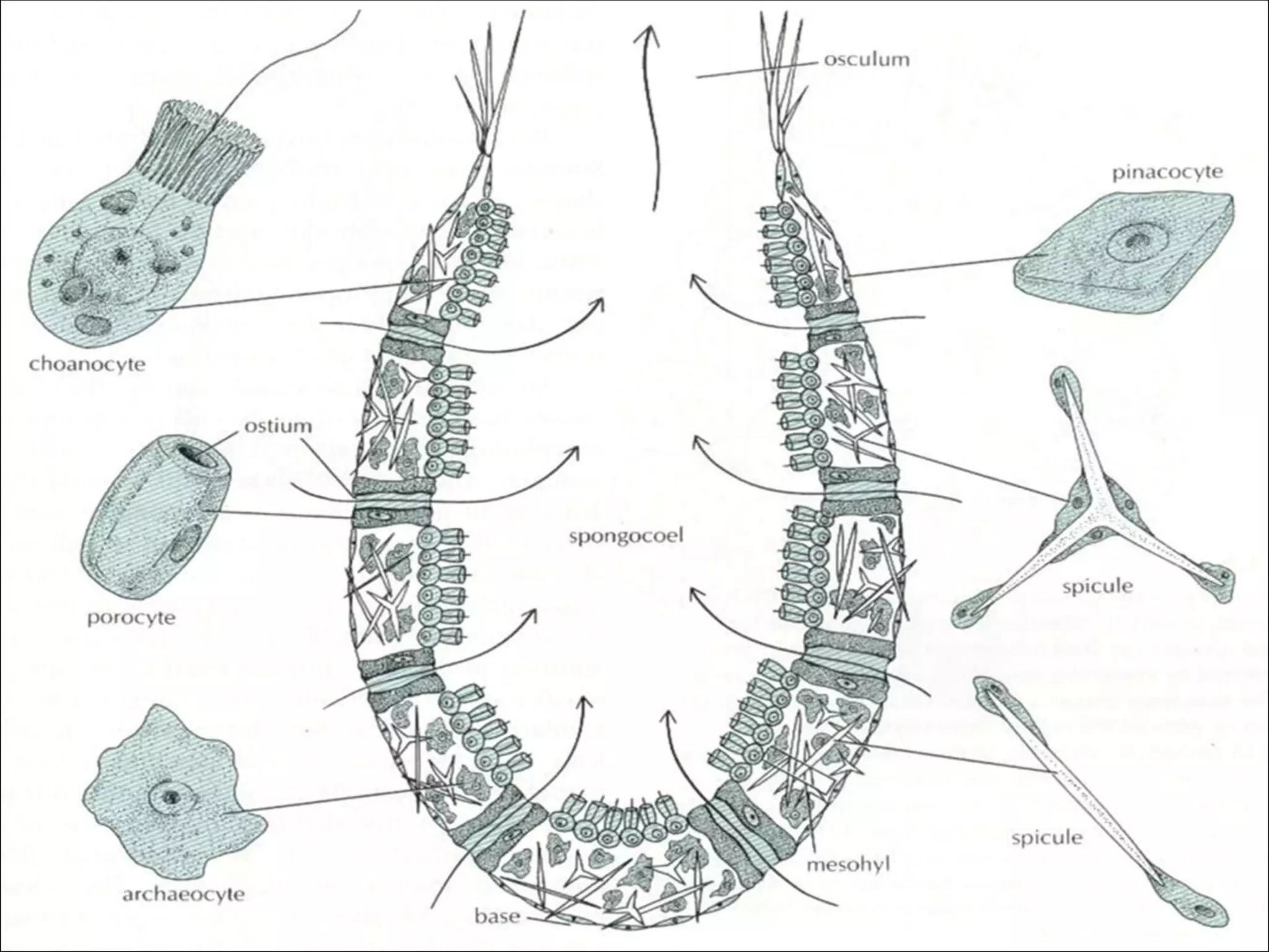 Porifera phylum | PDF