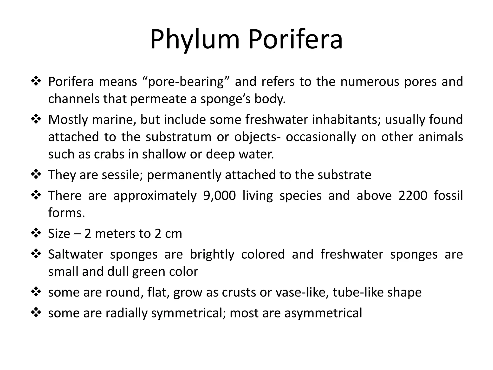 Porifera phylum | PDF