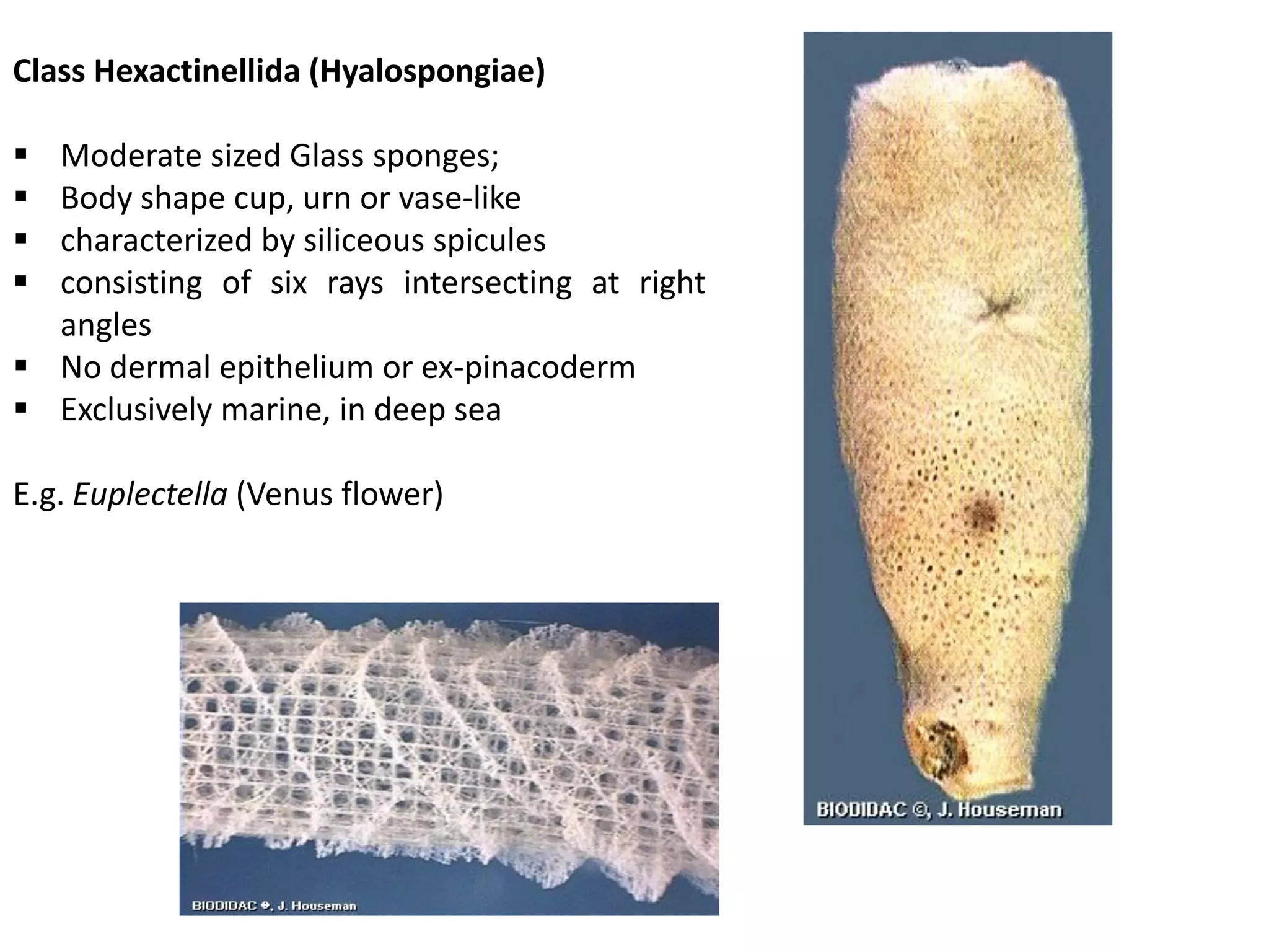 Porifera phylum | PDF