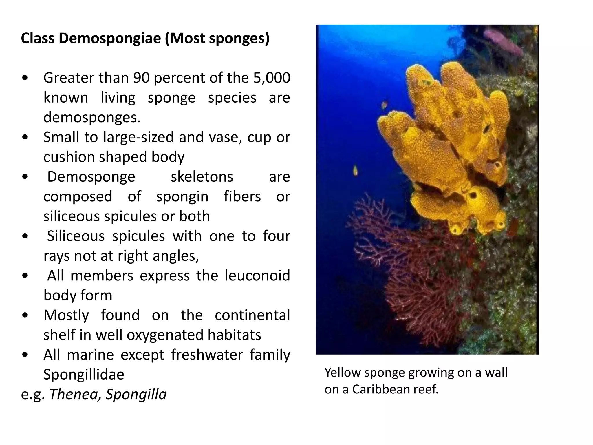 Porifera phylum | PDF