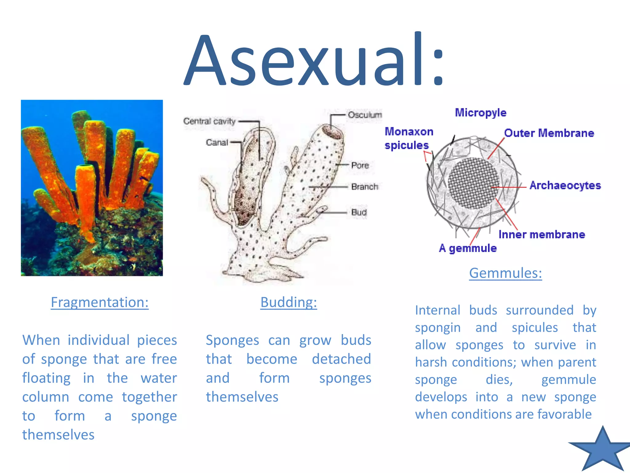 Porifera phylum | PDF