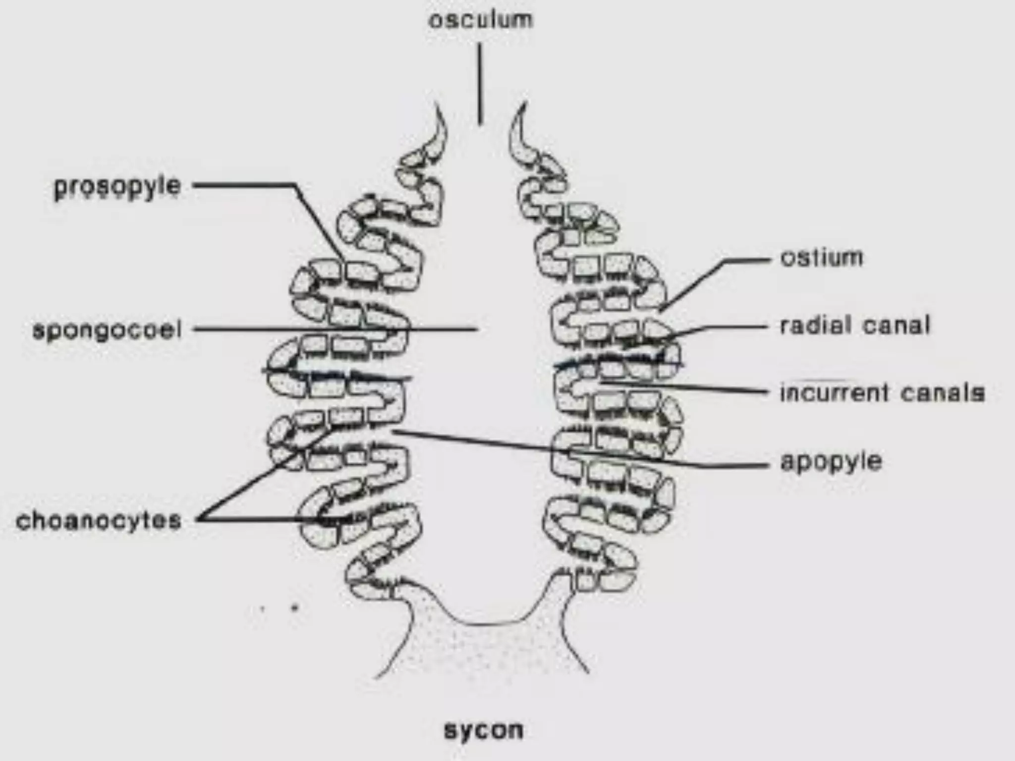 Porifera phylum | PDF