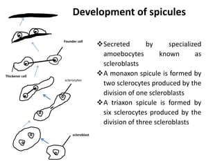 Porifera phylum | PDF